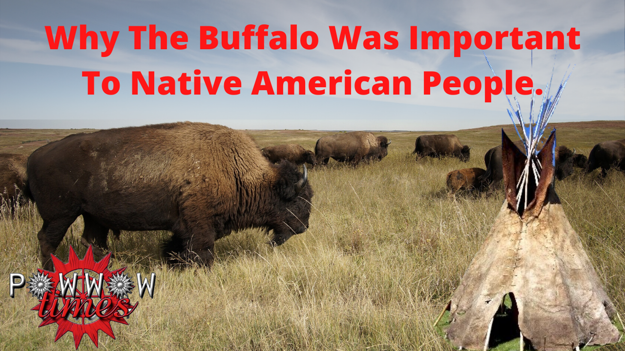 Why The Buffalo Was Important To Native American People. - Powwow Times